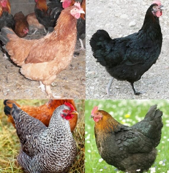 French Marans Female Surplus near me - Hatchery Farm Store