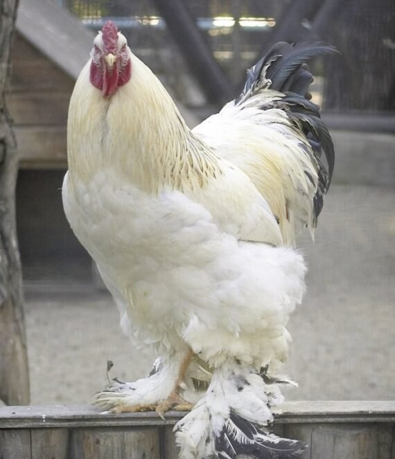 Light Brahma Chicken Near Me - Hatchery Farm Store