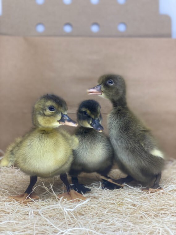 Golden 300 Ducks for Sale- Hatchery Farm Store