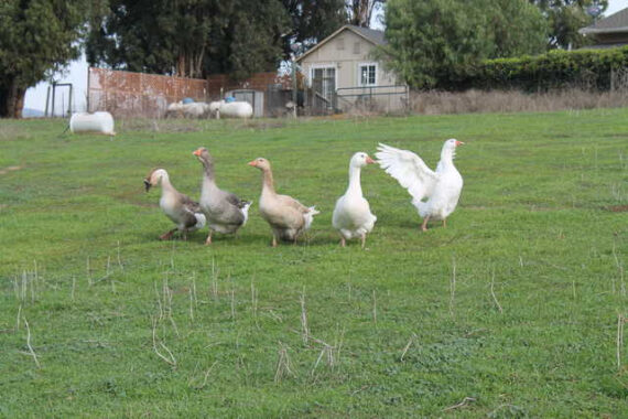 Assorted Geese - Hatchery Farm Store